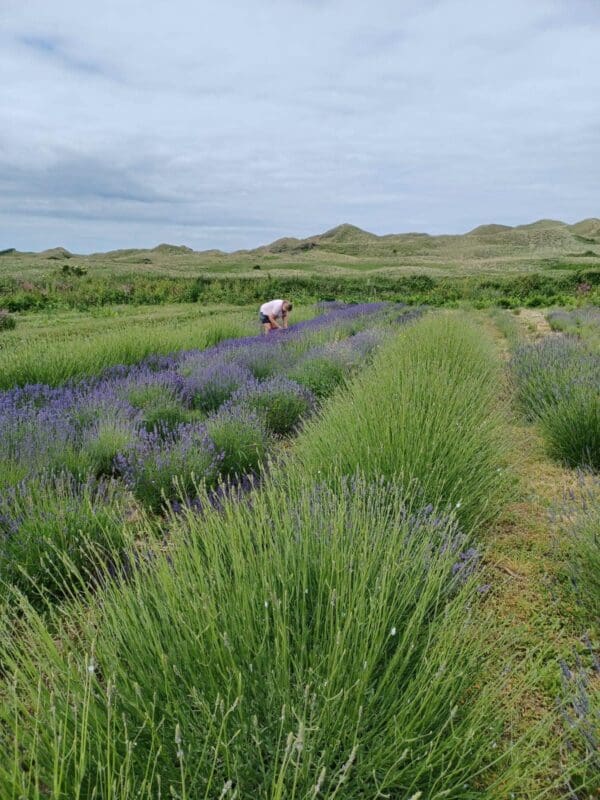 Can I visit your Gower lavender field?